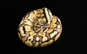 Step-by-Step Ball Python Care Guide for New Owners