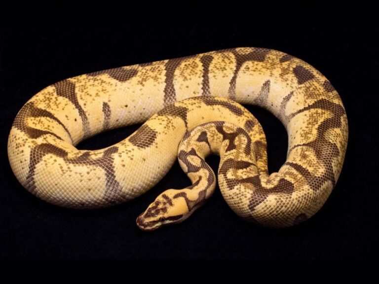 Insights on Banana Ball Python Growth from Personal Experience