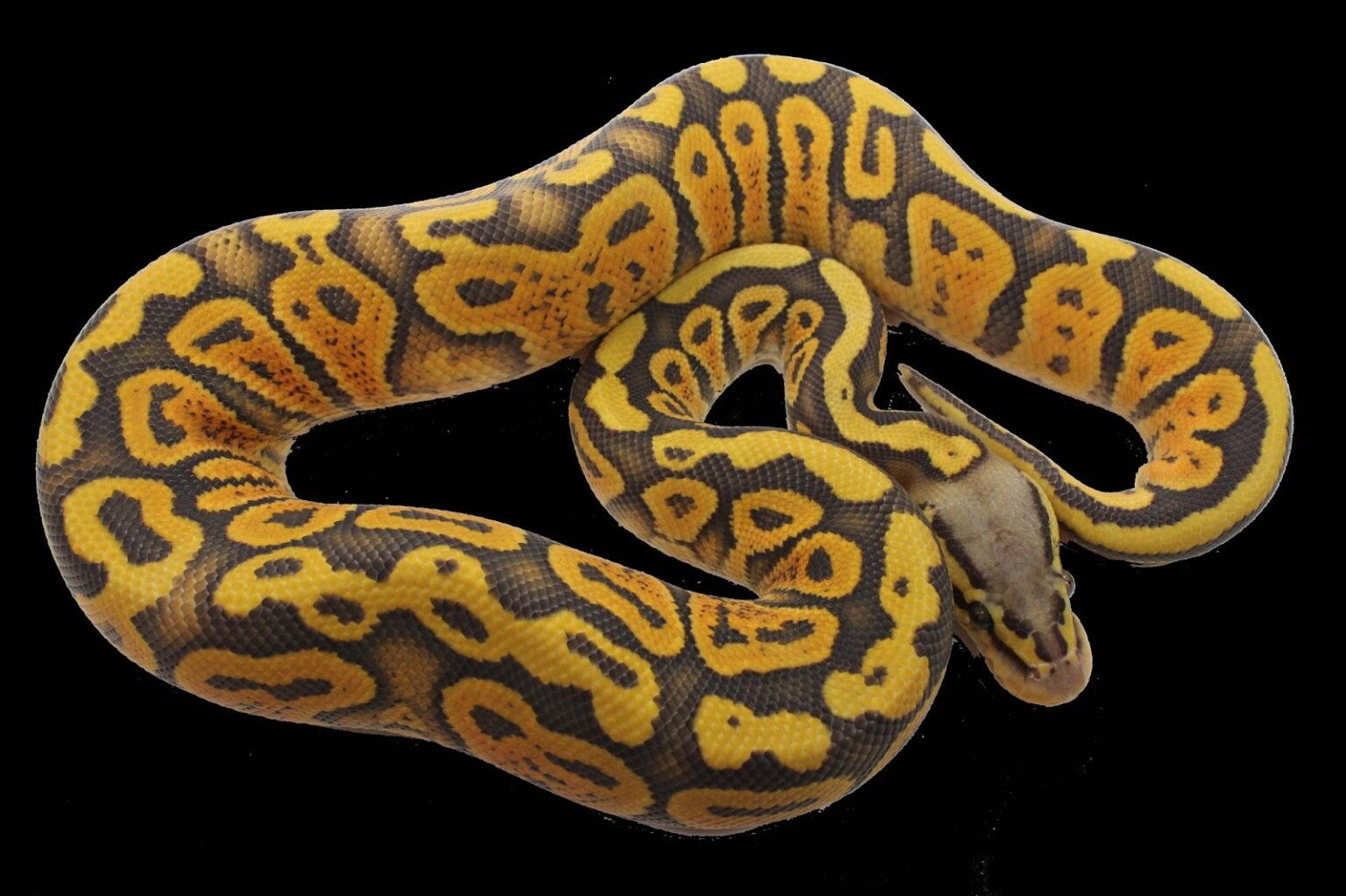 Insights on Banana Ball Python Growth from Personal Experience