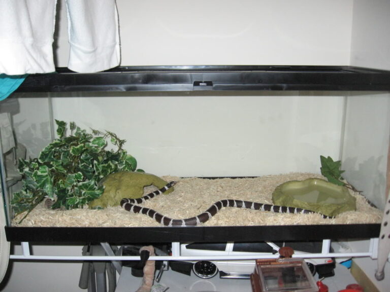 Ball Python Temperature & Humidity Guide for Care